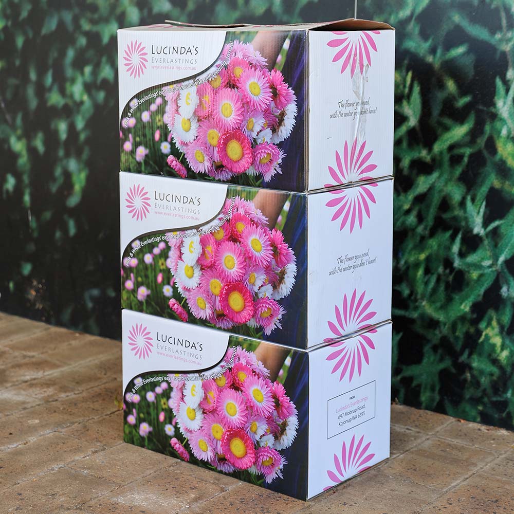 Triple Box | Lucinda's Everlastings | Wholesale